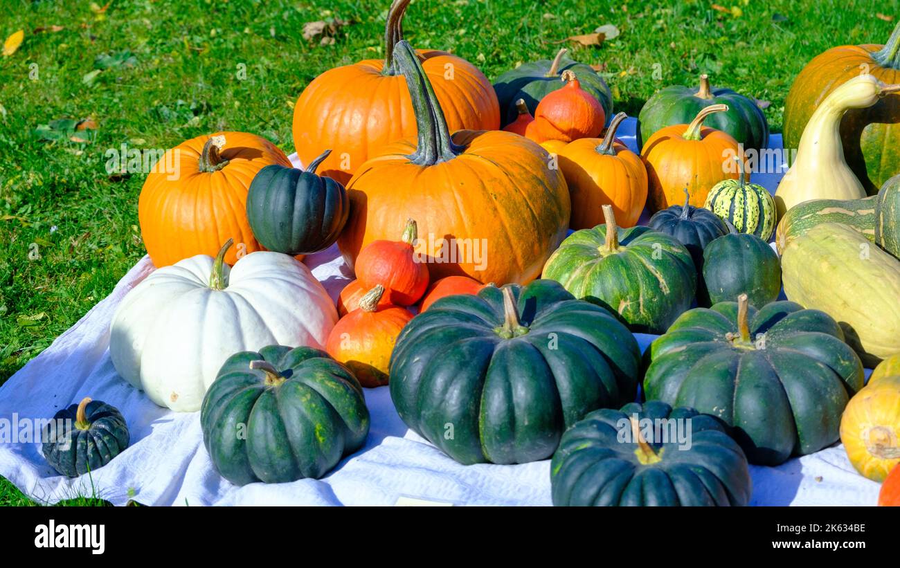 Many different pumpkins, harvest festival in autumn Stock Photo - Alamy