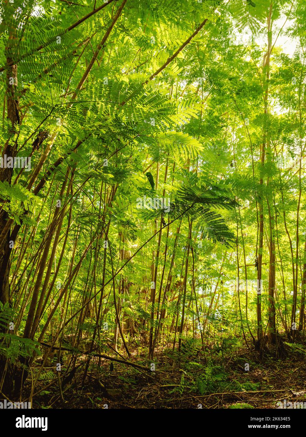 Beautiful large trees forest with greens around in the Natural reserve ...