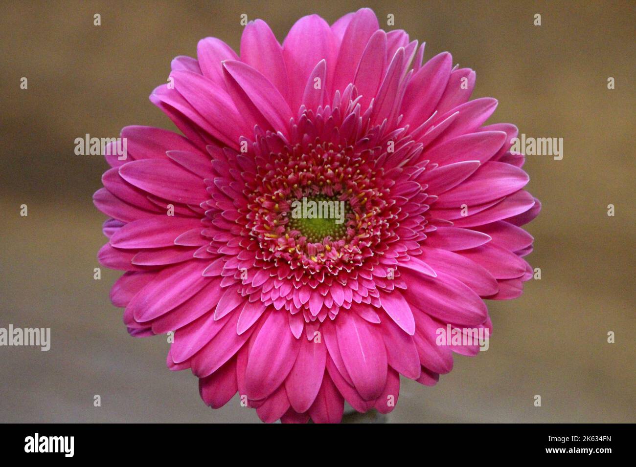 A pink Barberton daisy flower Stock Photo - Alamy