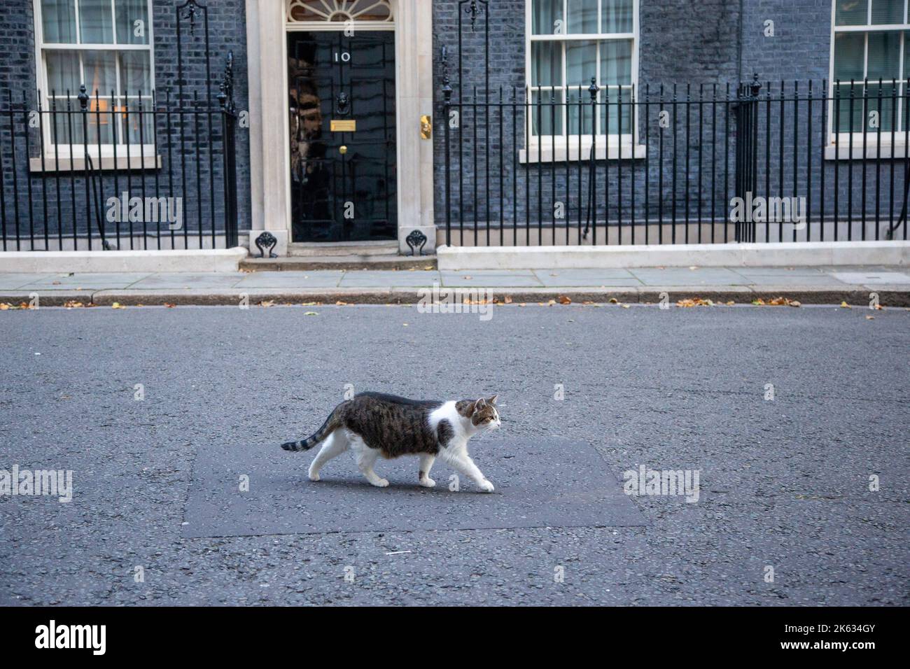 London, England, UK. 11th Oct, 2022. UK Prime Minister's office's cat ...