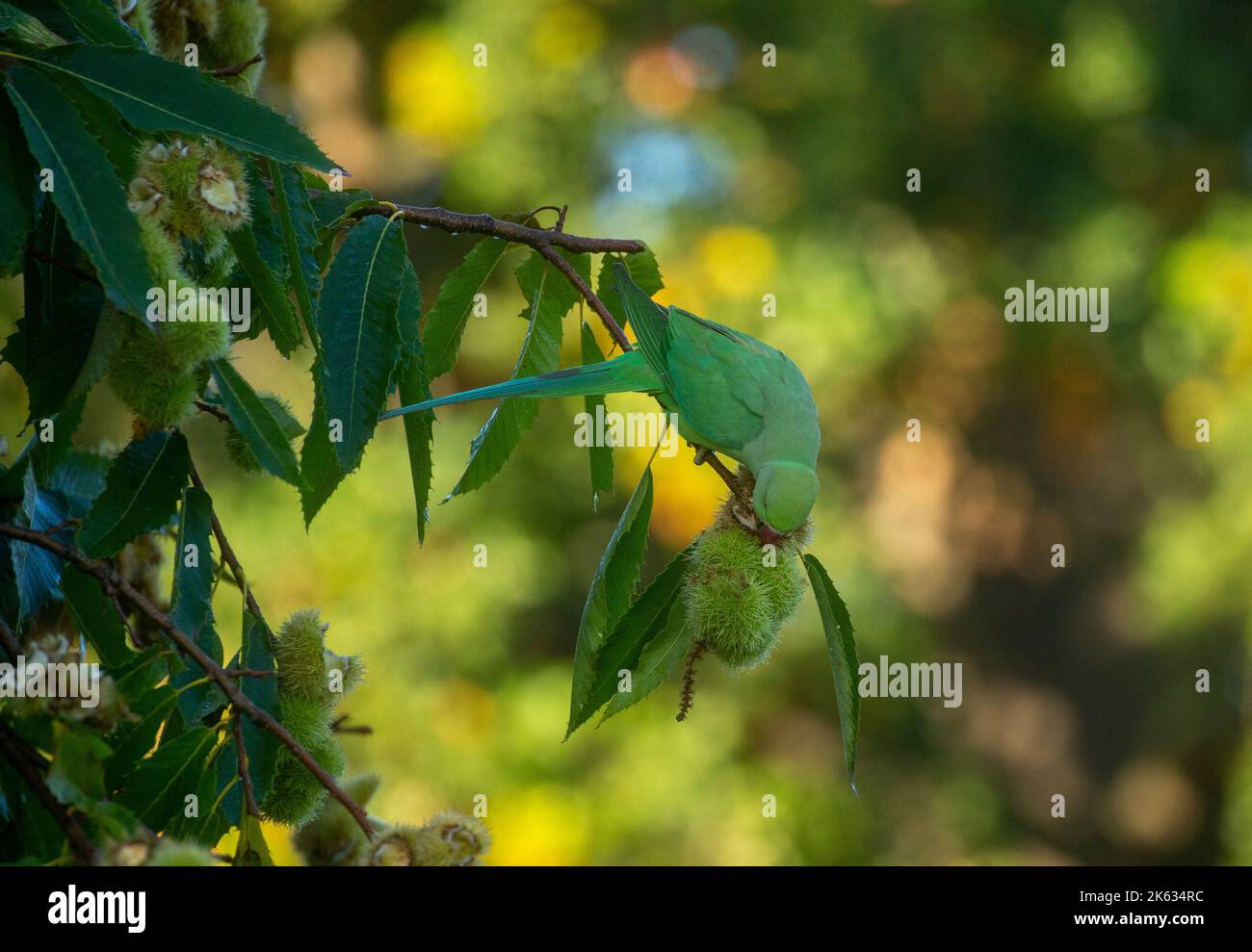Ringneck Parakeet sat in the trees at bushy park Stock Photo - Alamy