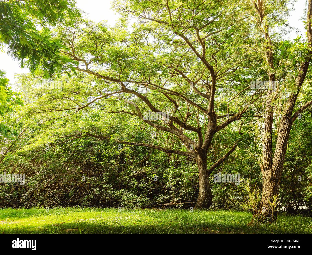 Beautiful giant tree with greens around in the Natural reserve from ...
