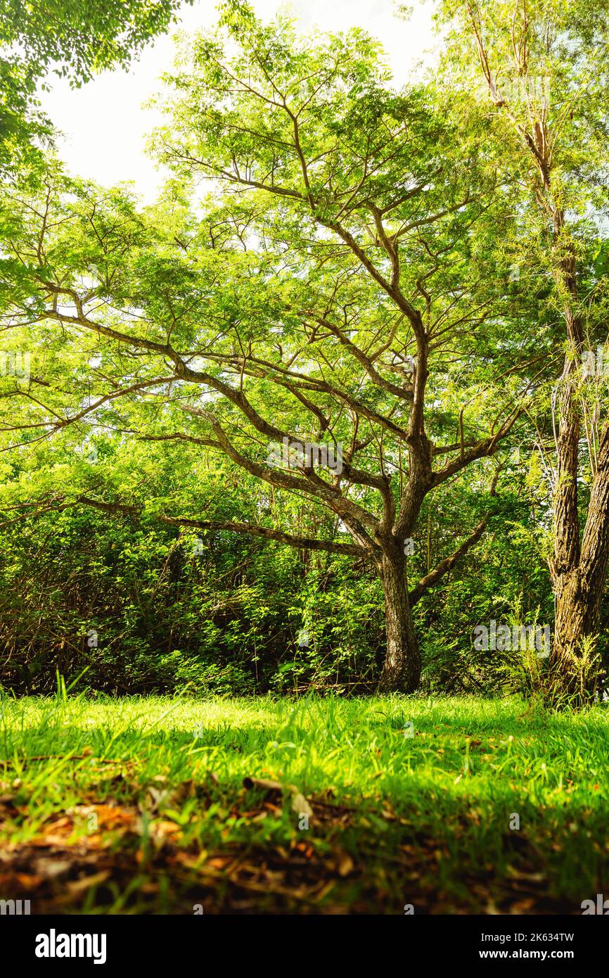 Beautiful giant tree with greens around in the Natural reserve from ...