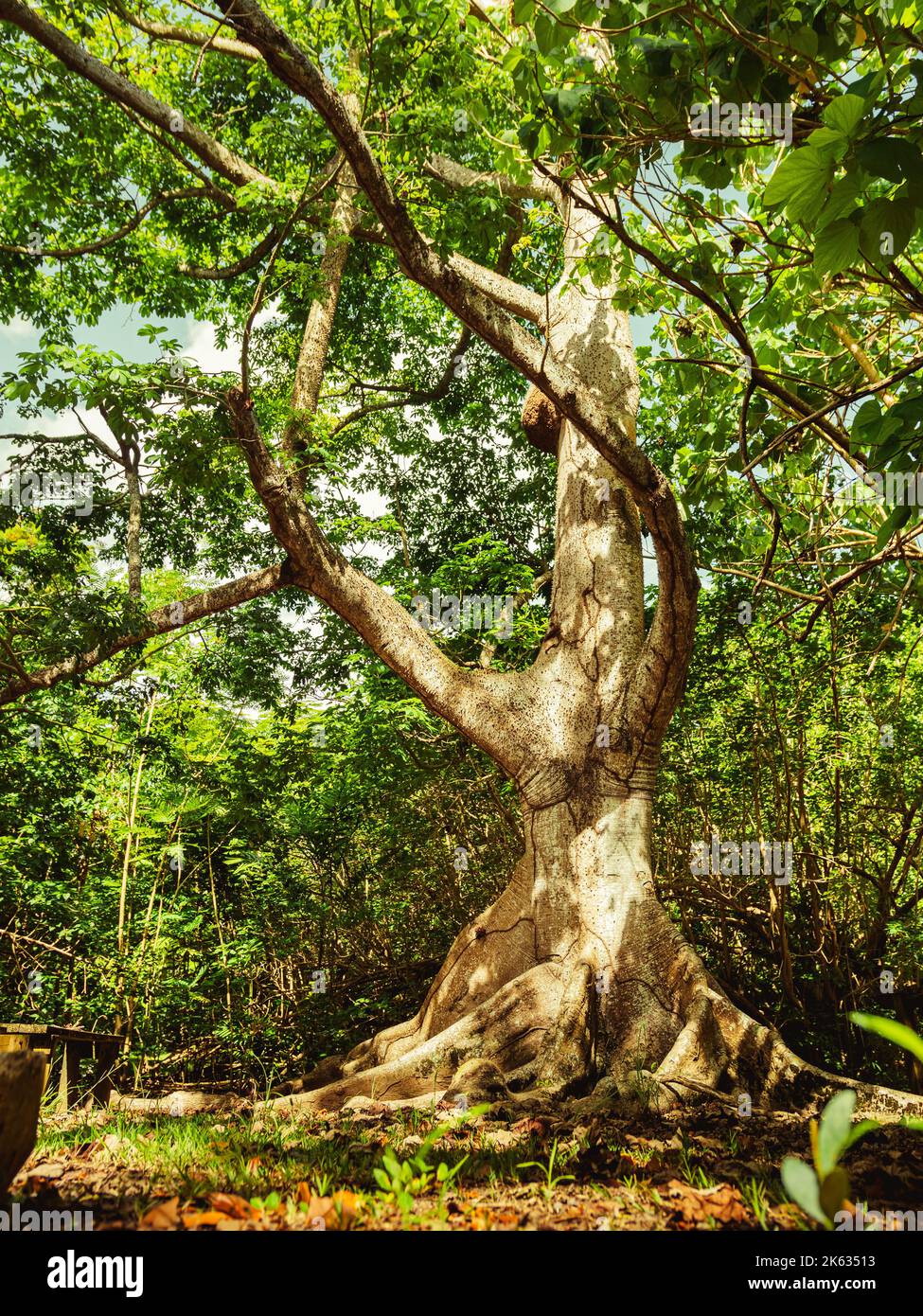 Beautiful giant tree with greens around in the Natural reserve from ...