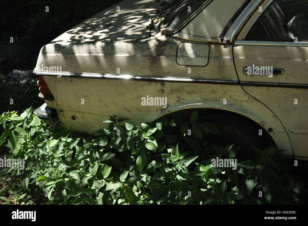 Plant growing abandoned car hi-res stock photography and images - Alamy