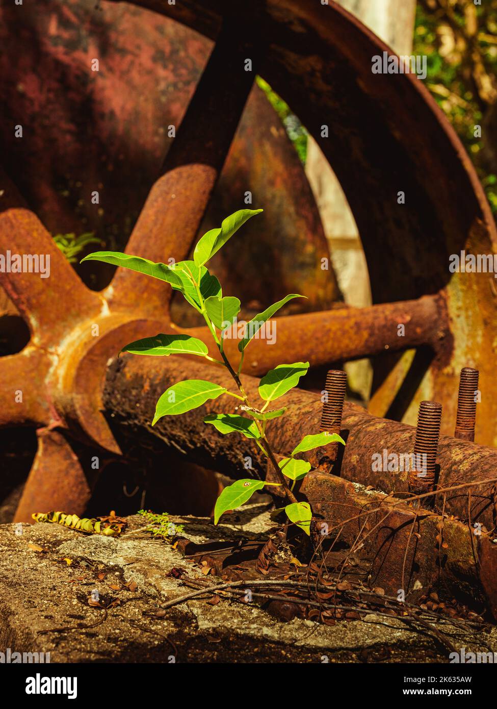 Pretty plant growing around a old rusty machine from natural reserve ...
