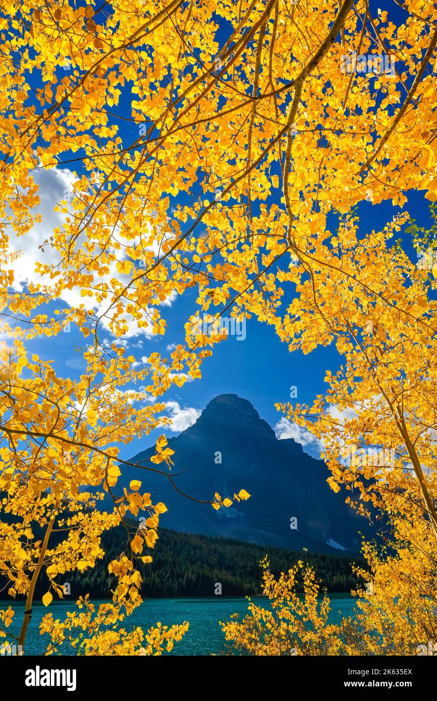 Fall colour, Mount Chephren, aspen trees, Autumn, Waterfowl Lake, Banff ...