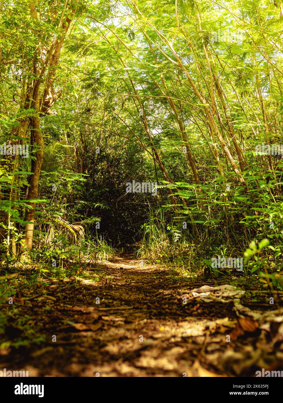 Beautiful path with trees in the Natural reserve from puerto rico ...