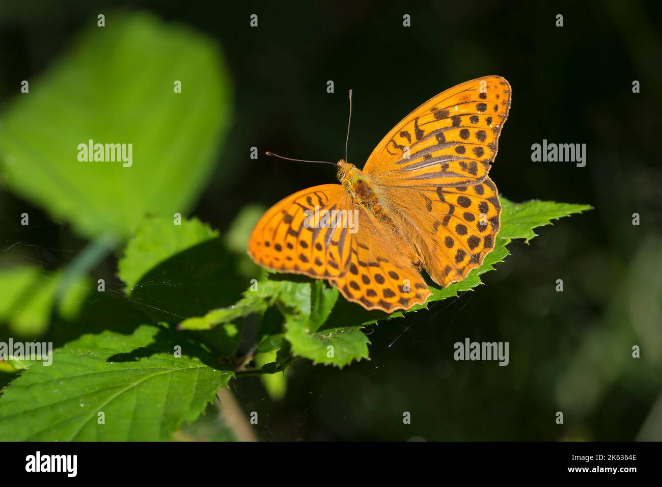 Siver-washed Fritillary (Argynnis paphia) butterfly male foraging on ...