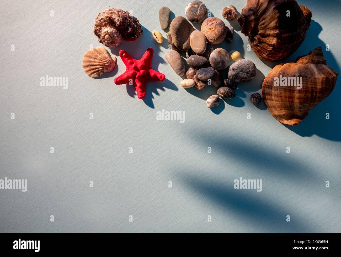 sea composition summer background seashell blue Stock Photo - Alamy