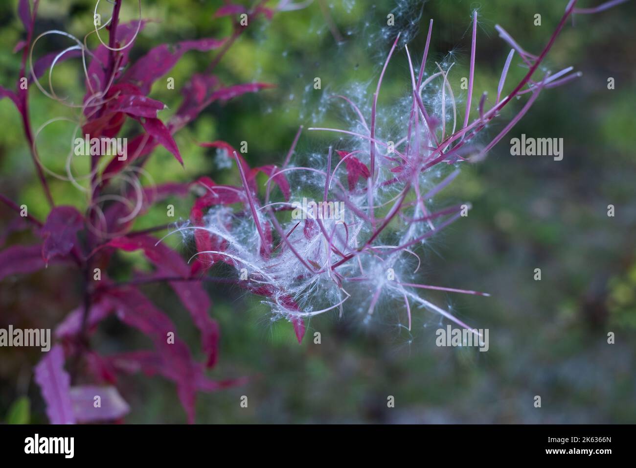 Fireweed angustifolium seed hi-res stock photography and images - Alamy