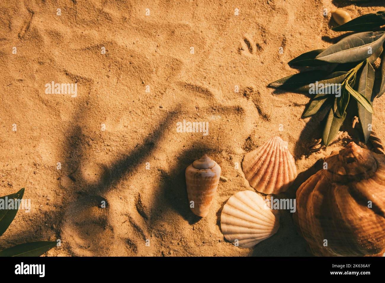 summer background seaside vacation seashell sand Stock Photo - Alamy