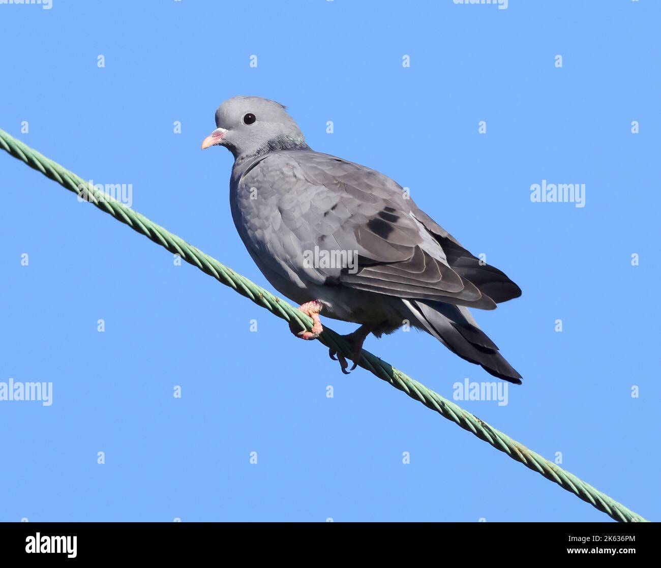 Dove on a wire hi-res stock photography and images - Alamy