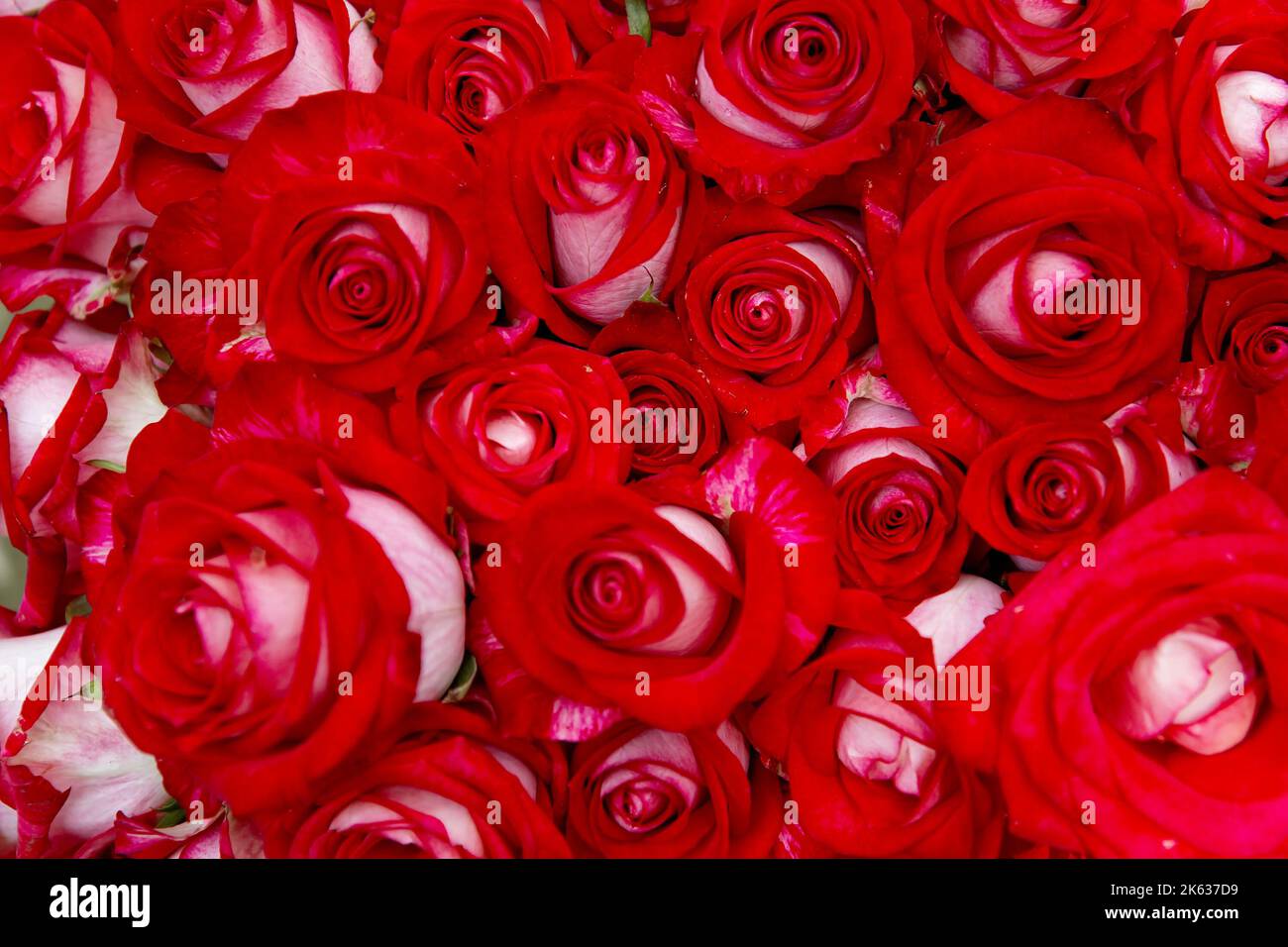 A lot of red roses in the Netherlands. High quality photo from a lot of ...