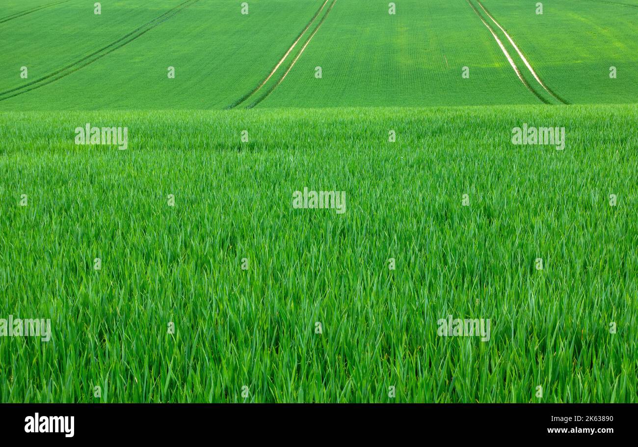 Abstract image of young crops in fields in the Hampshire countryside ...