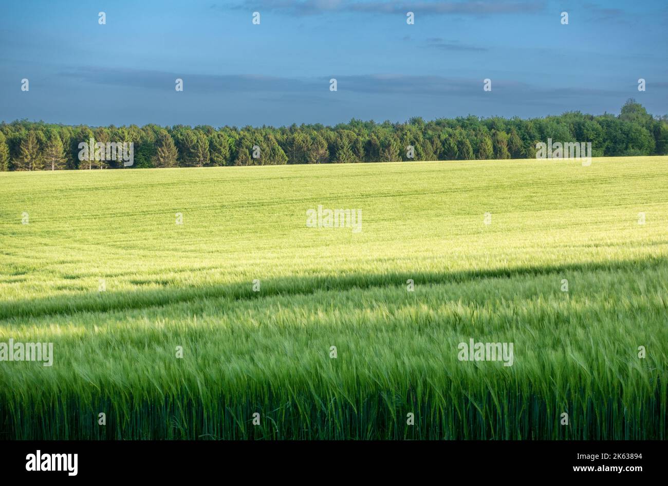 Abstract image of young crops in fields in the Hampshire countryside ...