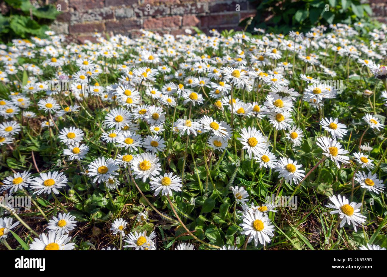 Wild daisies in the English countryside Stock Photo - Alamy