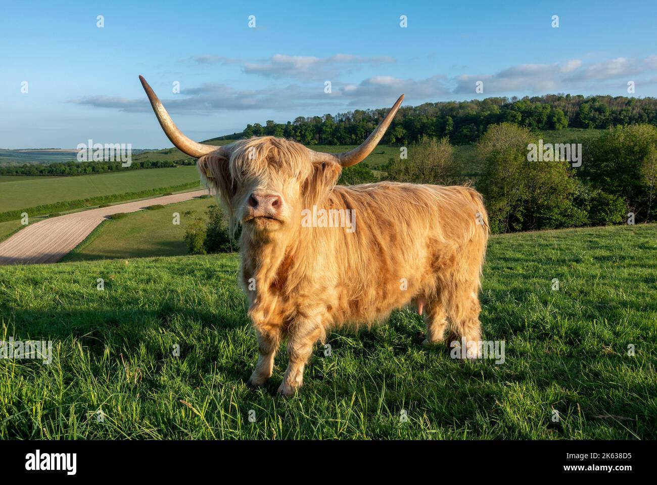 Highland cattle grazing on pastures at Beacon Hill National Nature ...