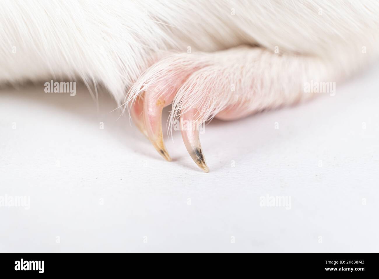 Long regrown guinea pig claws on a white background with space for text ...