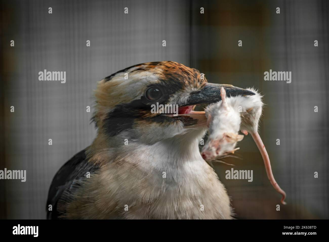 Big european bird with food mouse in color beak Stock Photo - Alamy