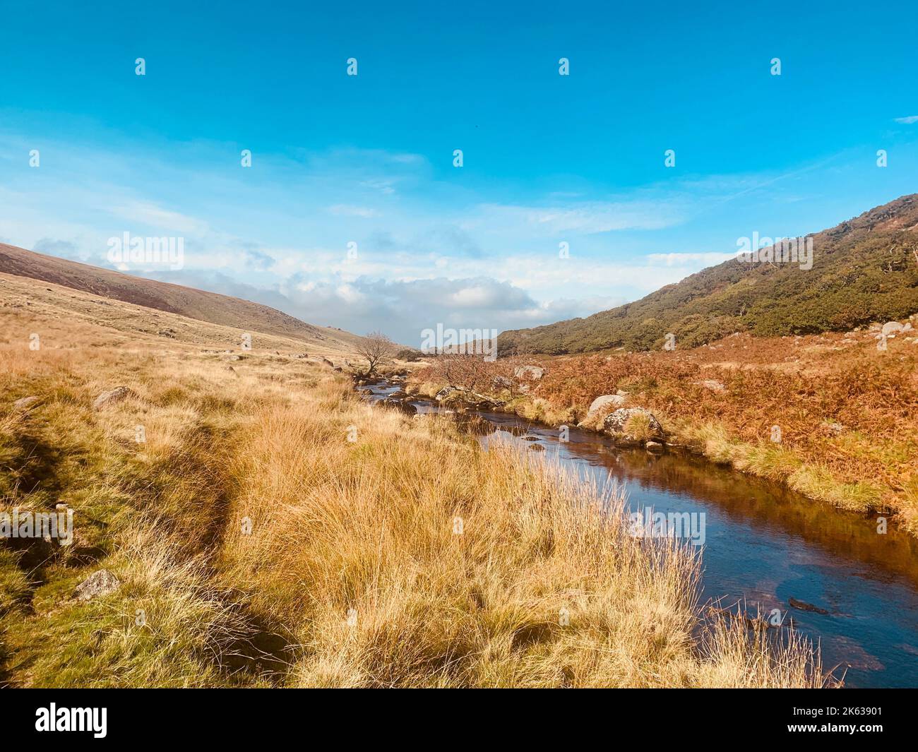 A natural scenery of a stream flowing through golden grass field ...