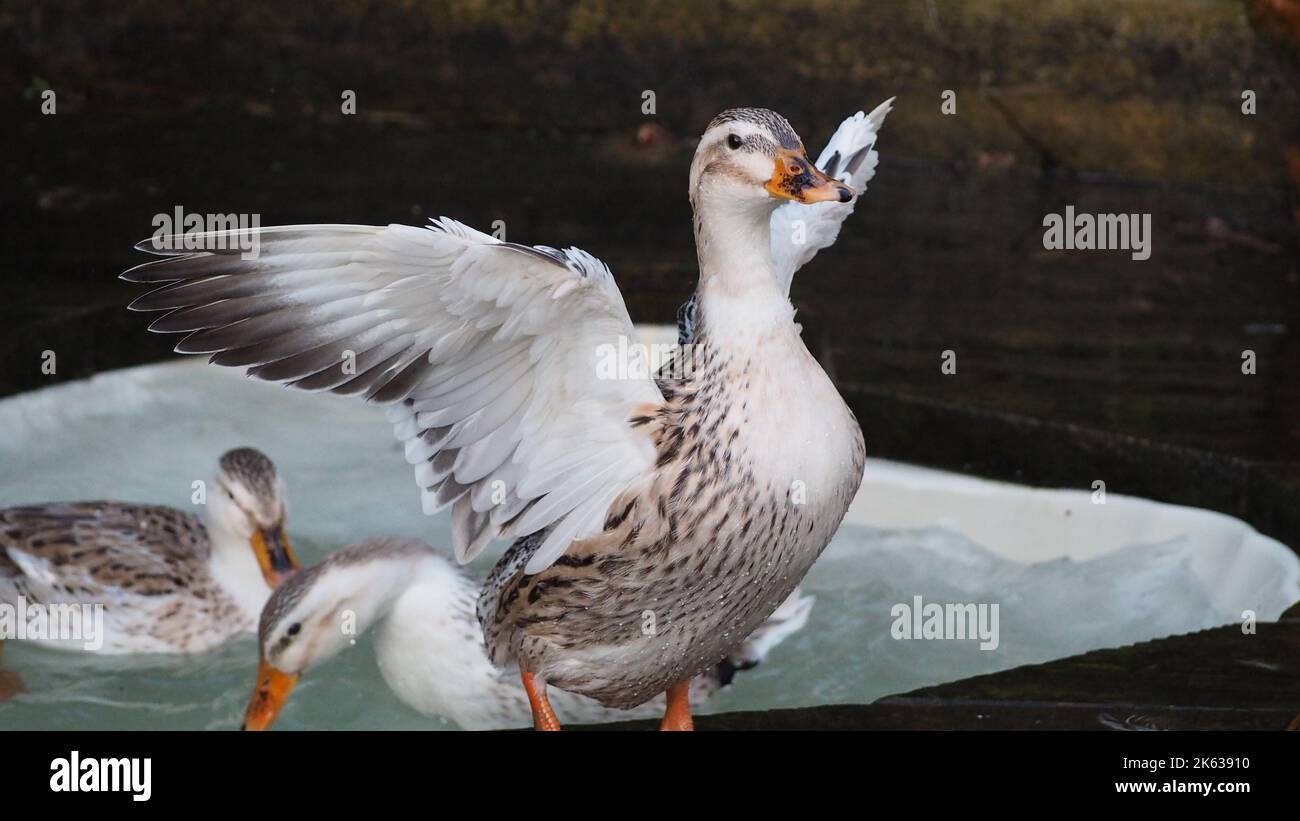 A graceful duck standing with its wings wide open next to two smaller ...