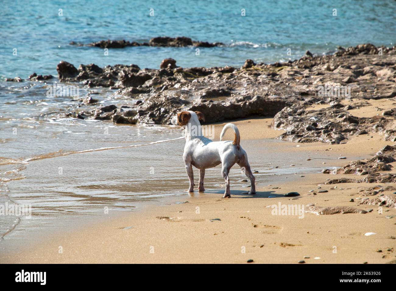 Young female Jack Russell terrier playing on sea sandy beach Stock ...