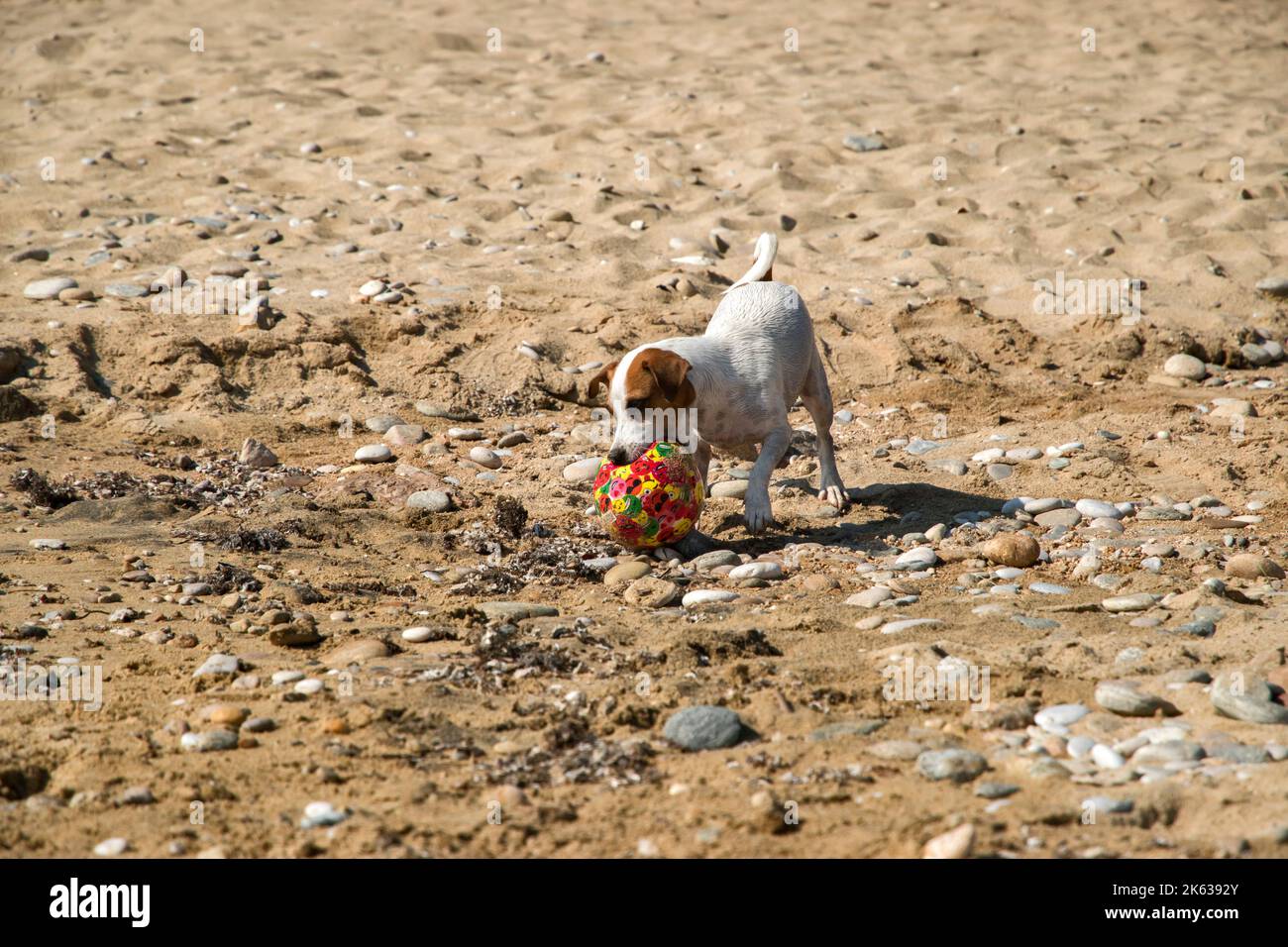 Young female Jack Russell terrier playing on sea sandy beach Stock ...