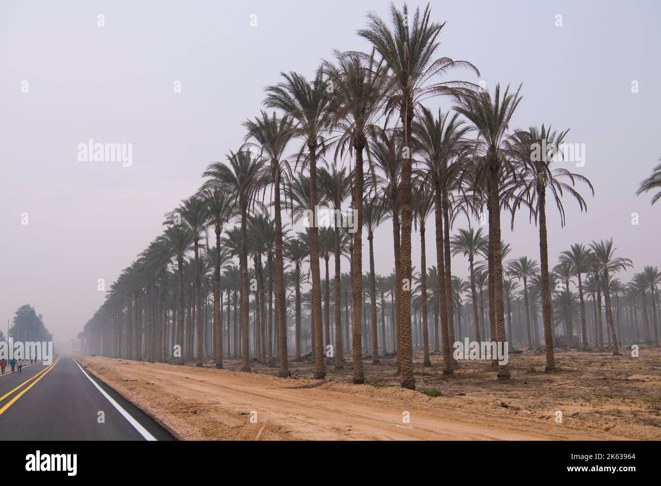 AGRICULTURE OF PALM TREES IN EGYPT Stock Photo - Alamy