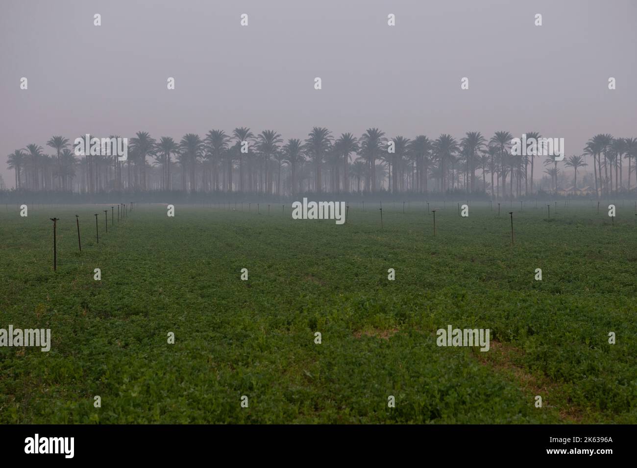 AGRICULTURE OF PALM TREES IN EGYPT Stock Photo - Alamy