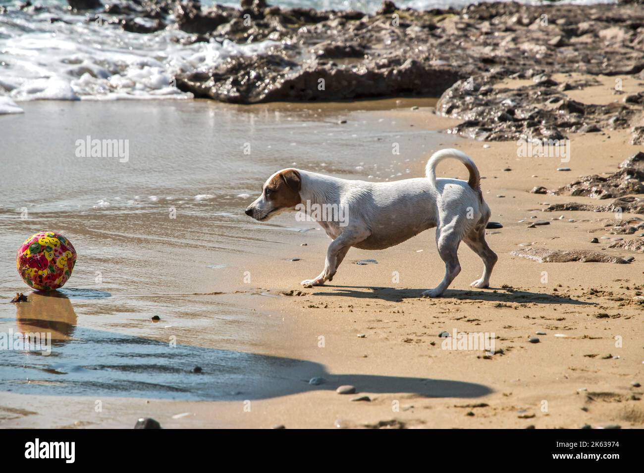 Young female Jack Russell terrier playing on sea sandy beach Stock ...