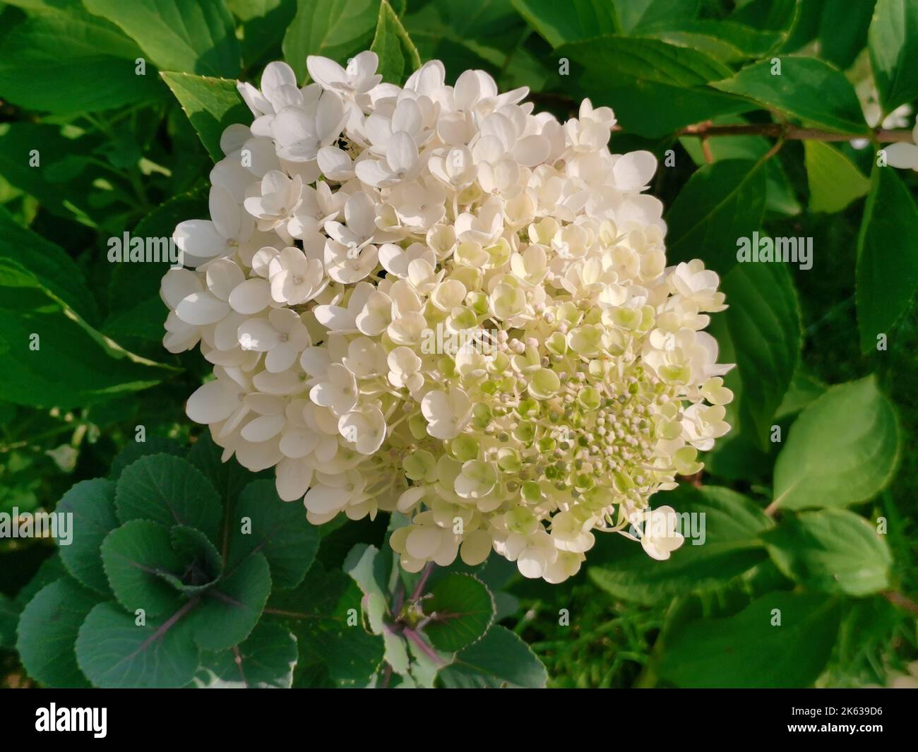 A pretty white smooth hydrangea flower Stock Photo - Alamy