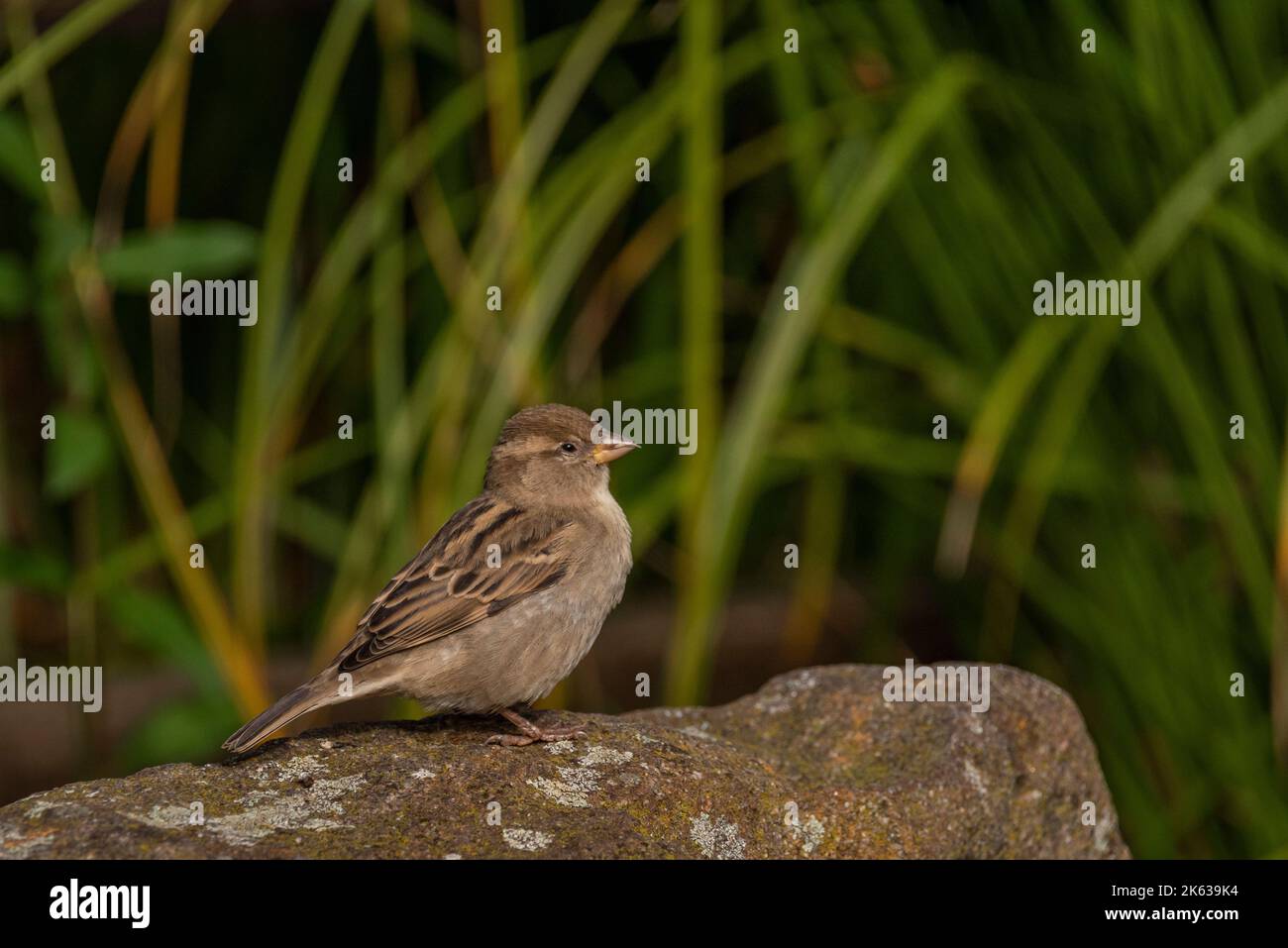 Sparrow bird in autumn sunny color fresh afternoon Stock Photo - Alamy