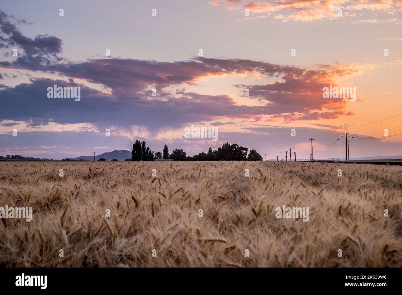 Wheatfield at harvest time, Snake River Valley, eastern Oregon, USA ...