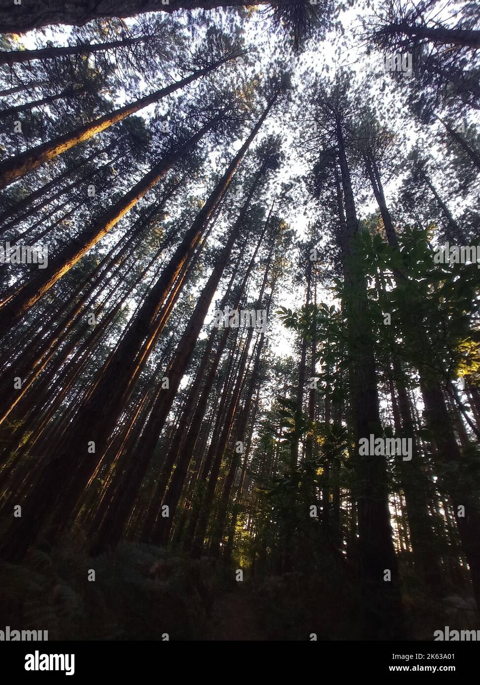 A vertical shot of tall wooden trees in a forest in daylight in a rural ...