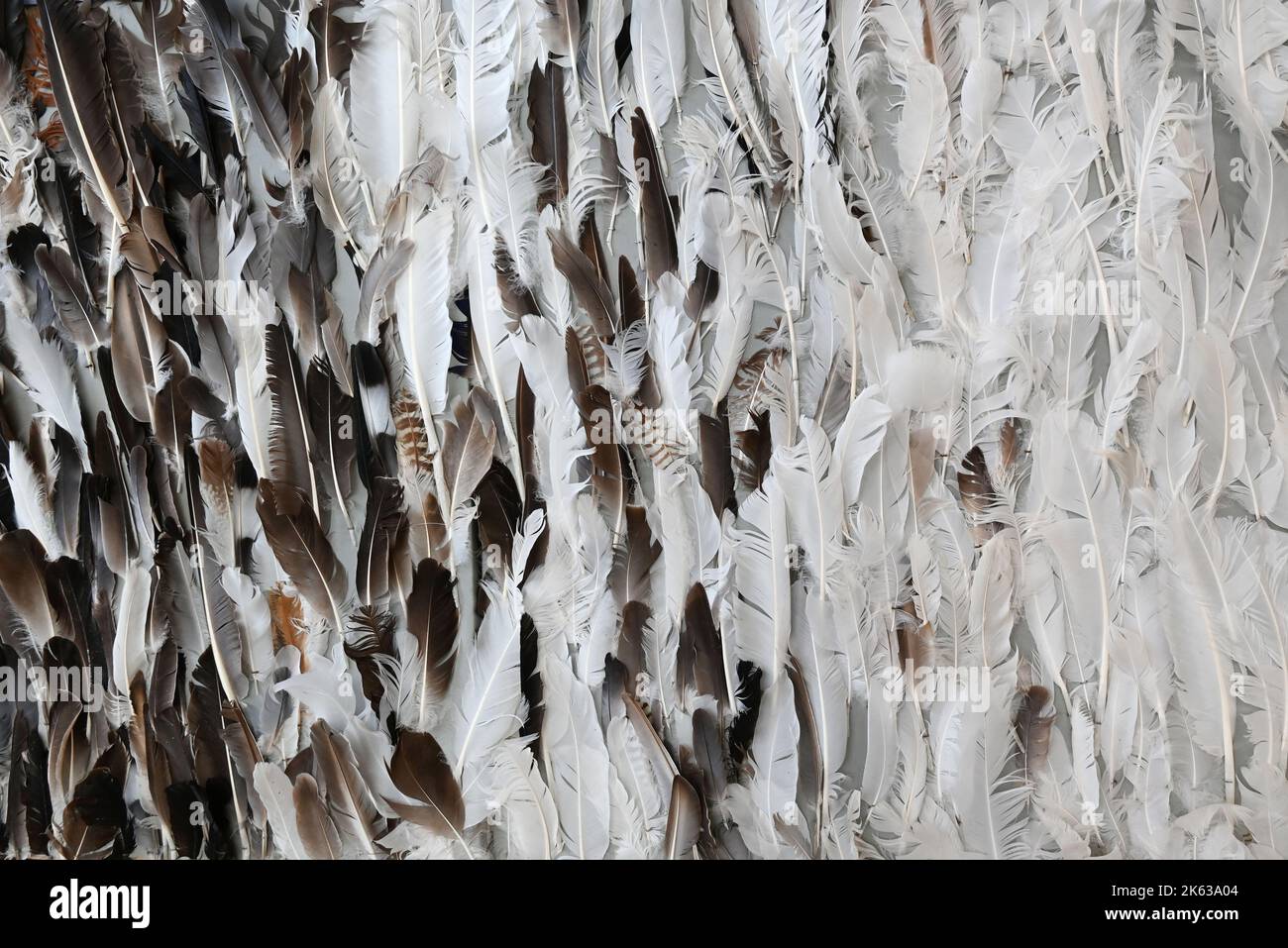 All kinds of aagle feathers on a wall Stock Photo - Alamy