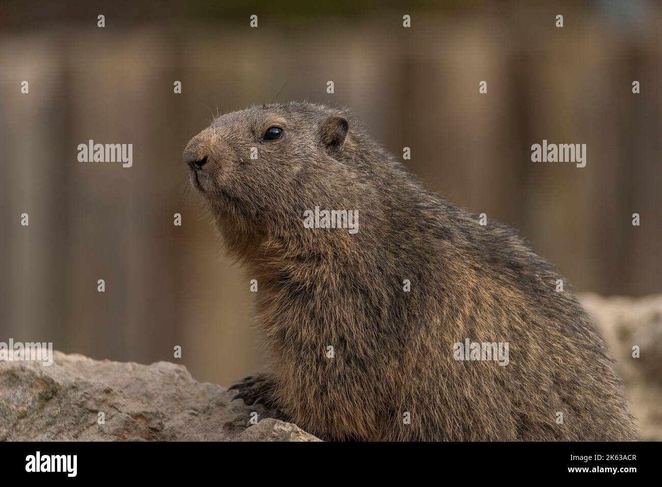 Marmot hairy animal on dry and sunny summer hot ground Stock Photo - Alamy