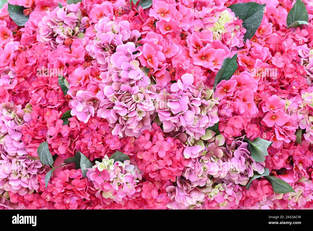 Delicate Hydrangea floral background in light pink pastel colors Stock ...