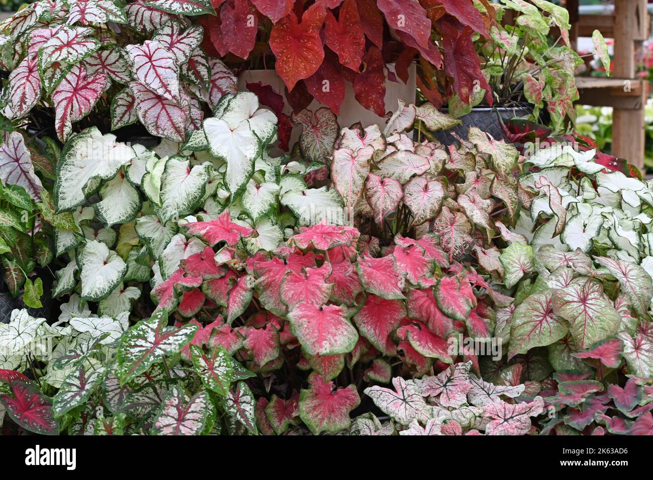Variety of Caladium plants with beautiful heart shape leaves Stock ...