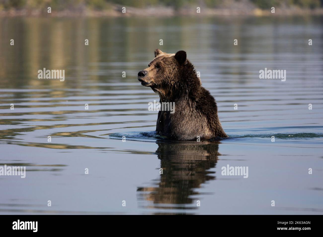 Grizzly bears along the Chilko River Stock Photo - Alamy