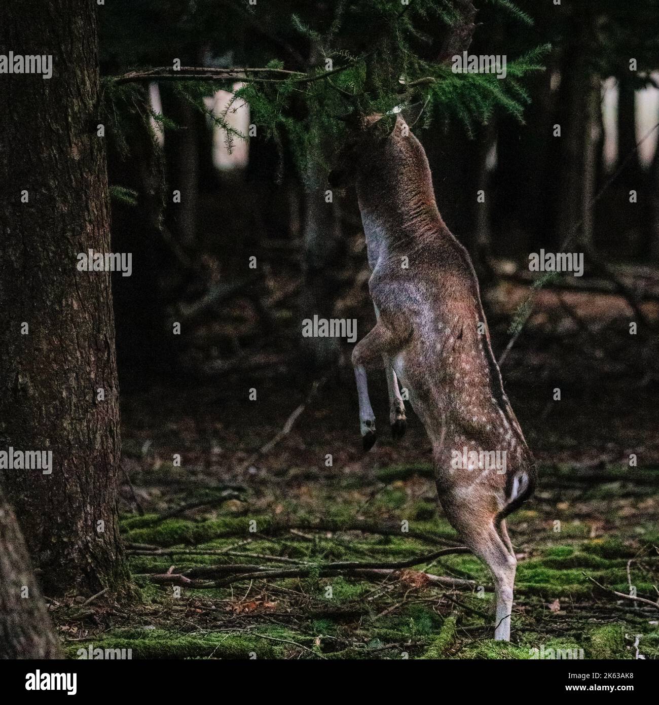 Duelmen, NRW, Germany. 11th Oct, 2022. A fallow deer (dama dama) male ...
