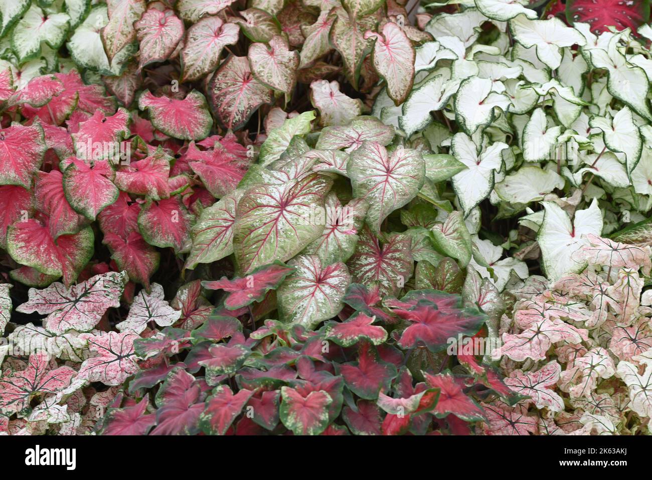 Variety of Caladium plants with beautiful heart shape leaves Stock ...