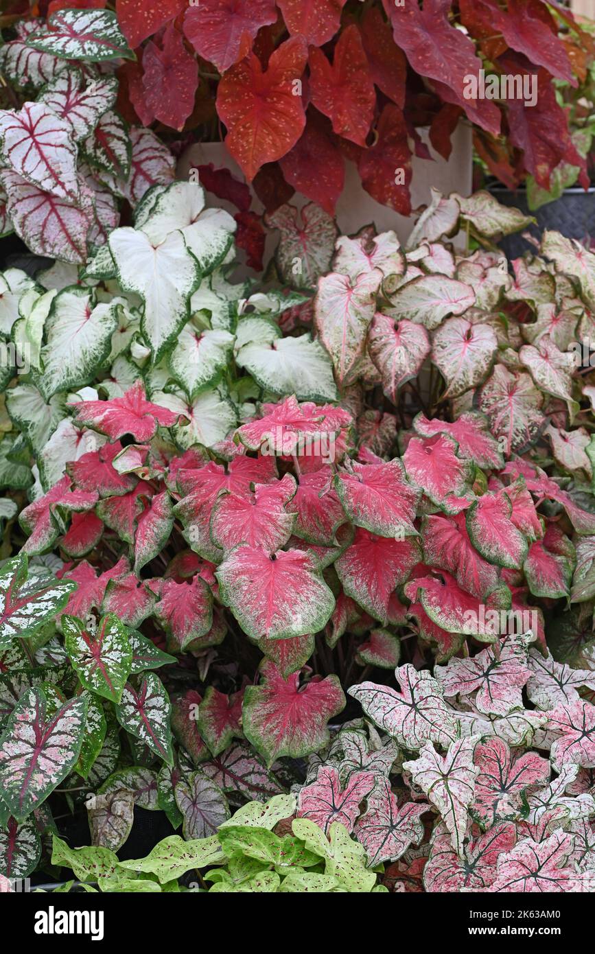Variety of Caladium plants with beautiful heart shape leaves Stock ...