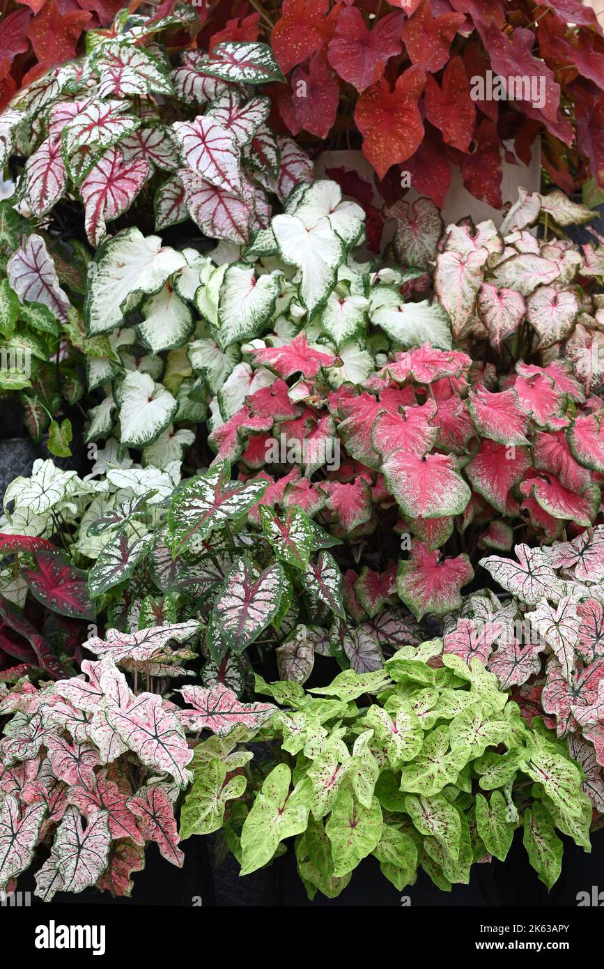 Variety of Caladium plants with beautiful heart shape leaves Stock ...