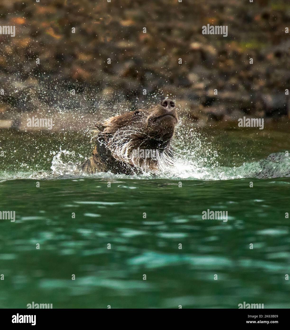 Grizzly bear shaking water from fur Stock Photo - Alamy