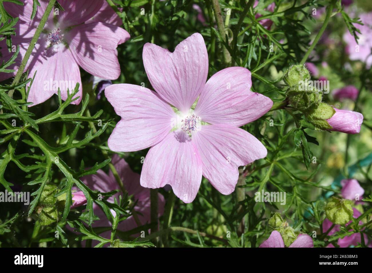 Musk mallow (Malva moschata 'Pink Perfection') in garden Stock Photo ...