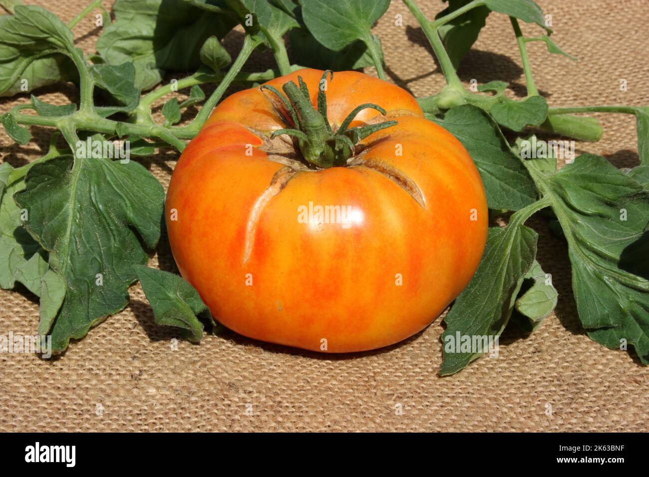 Tomato 'Ananas' fruit Stock Photo - Alamy