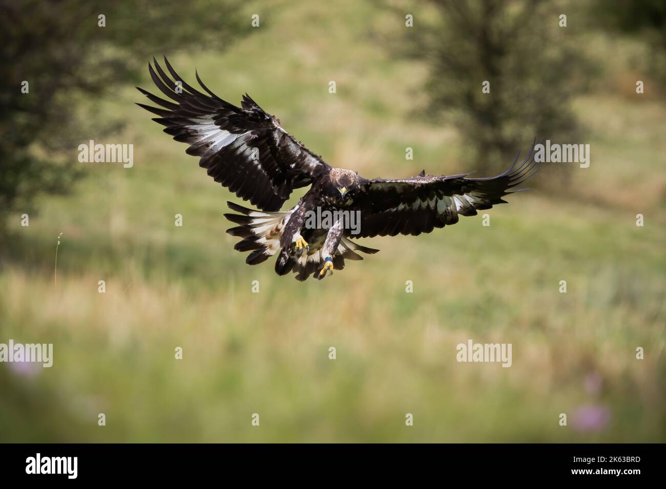 Golden eagle landing with open wings on a meadow in autumn Stock Photo ...