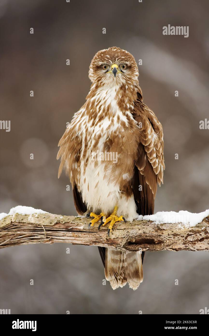 Common buzzard sitting on a branch and looking with into camera with ...