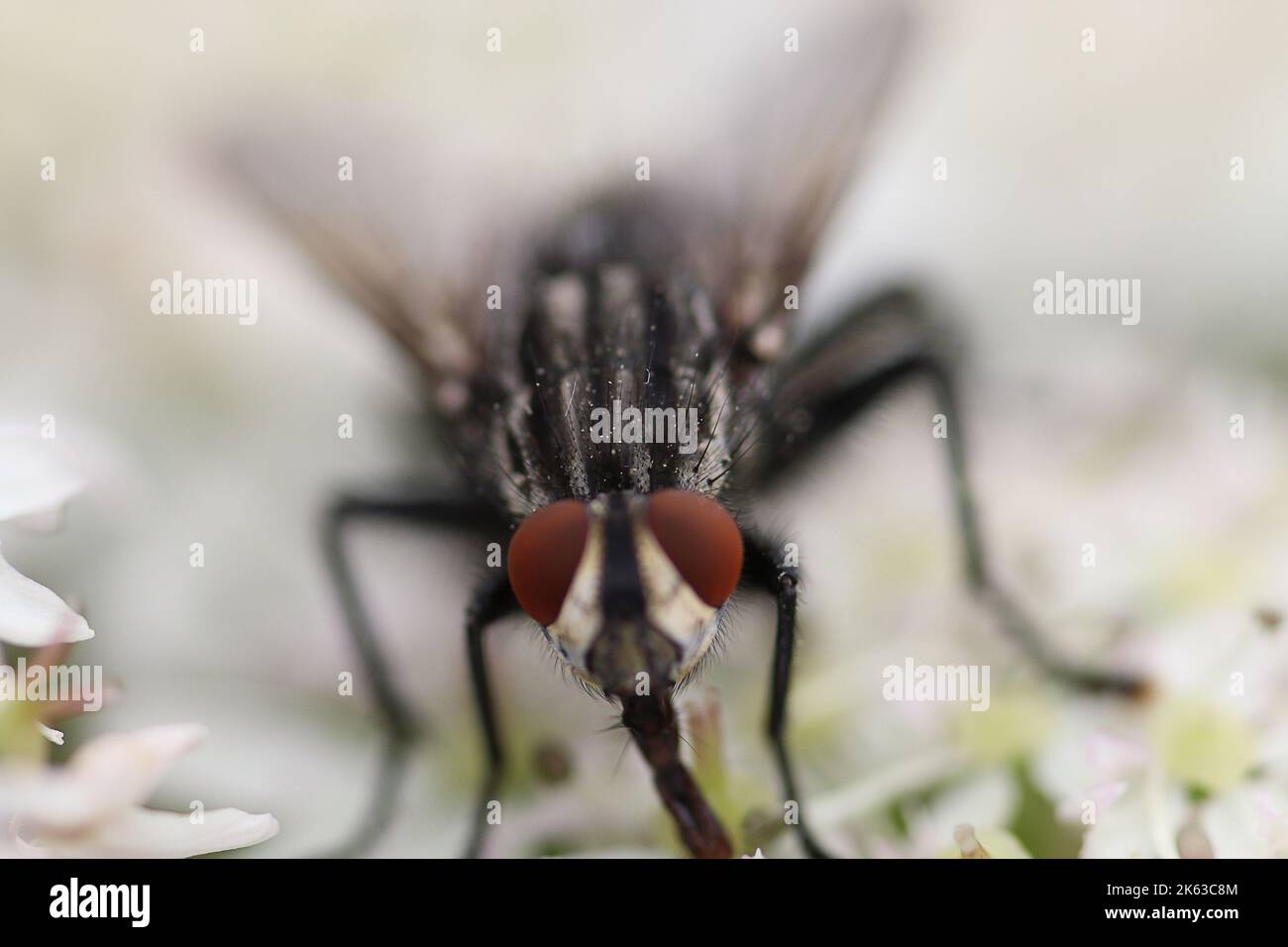 A macro of a big fly from the front side Stock Photo - Alamy